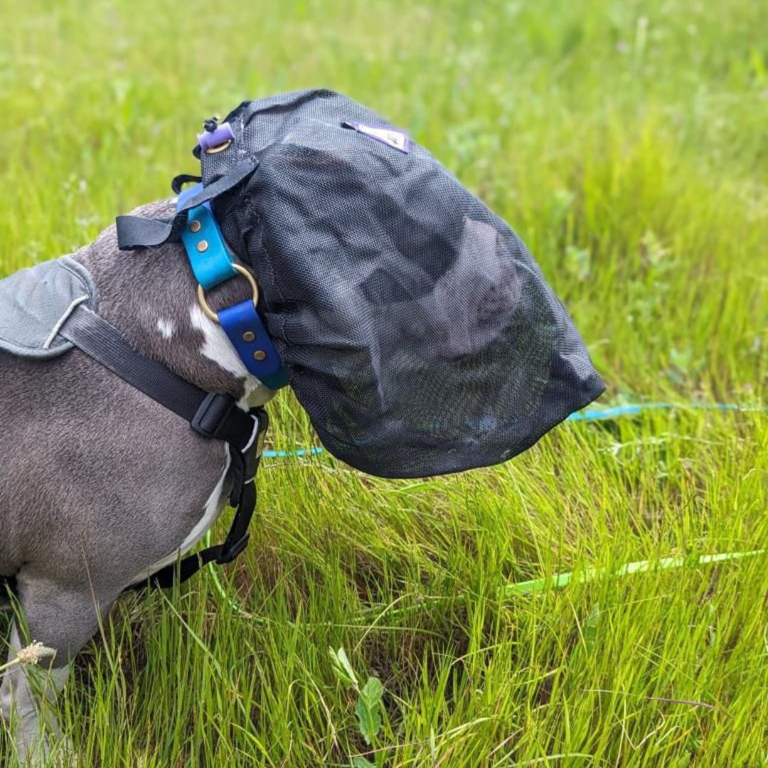 OutFox Field Guard – High Tail Hikes