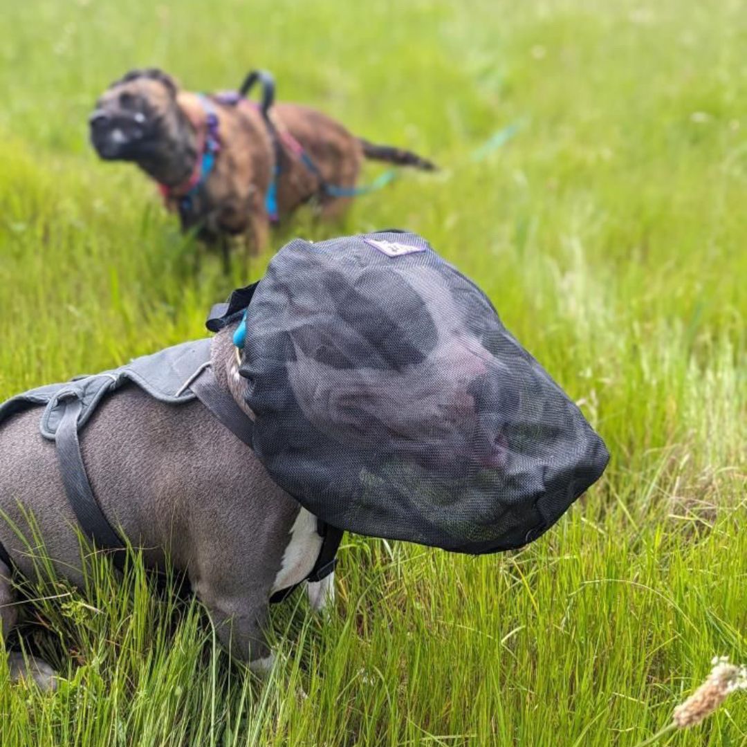 OutFox Field Guard – High Tail Hikes