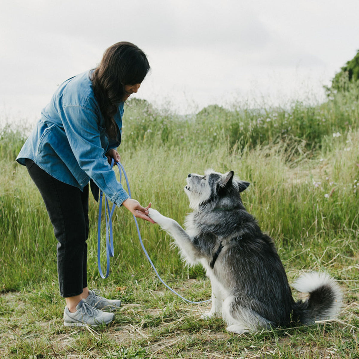 OutFox Field Guard - Dog Foxtail Protection Hood | High Tail Hikes